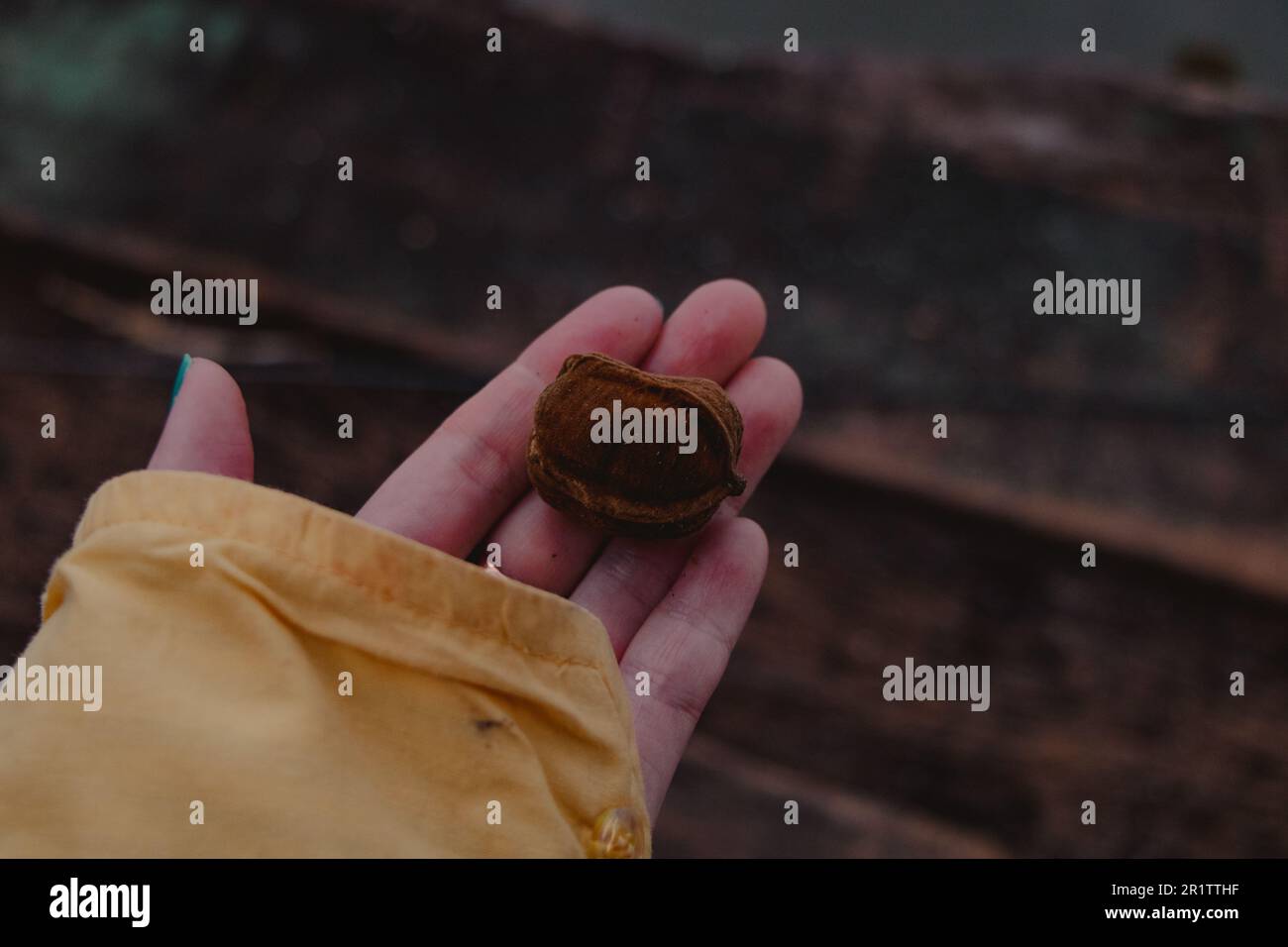 Walnuts in the palm hi-res stock photography and images - Alamy
