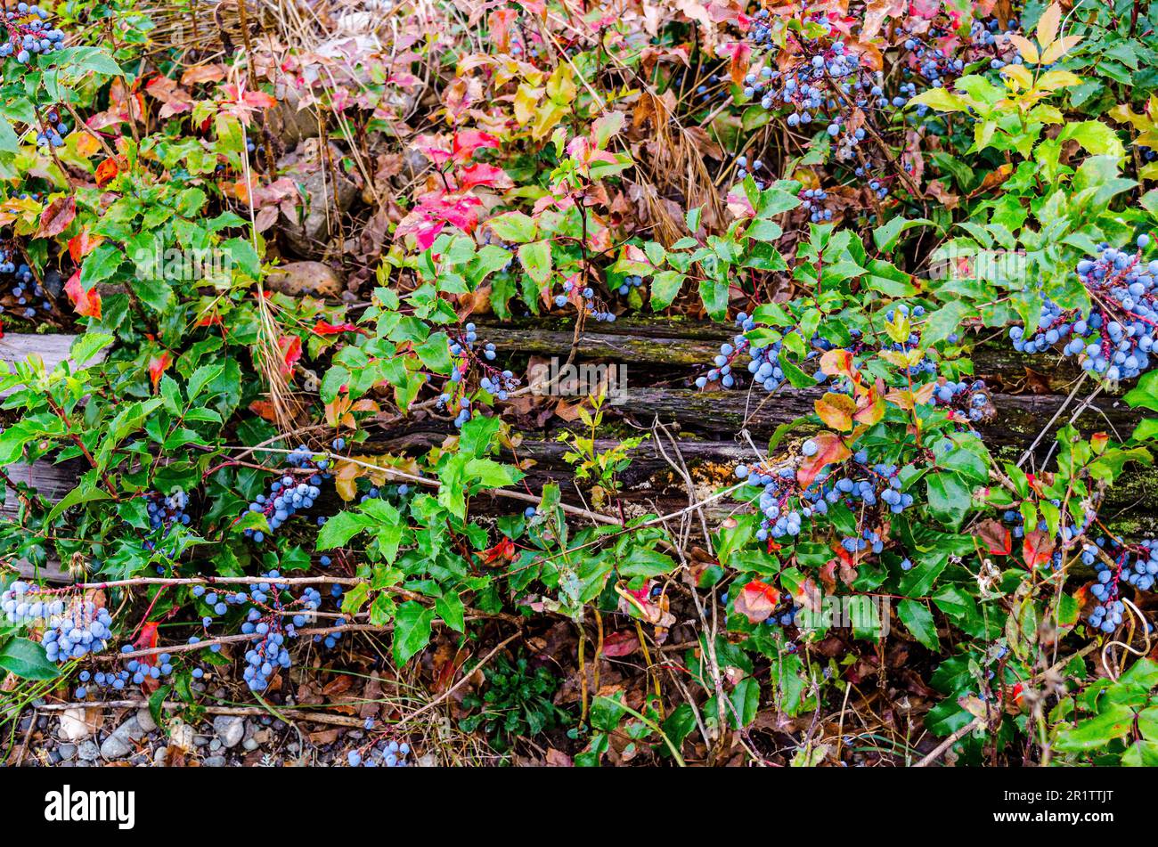 Colorful ornamental Oregon Grape the state flower of Oregon as seen in ...