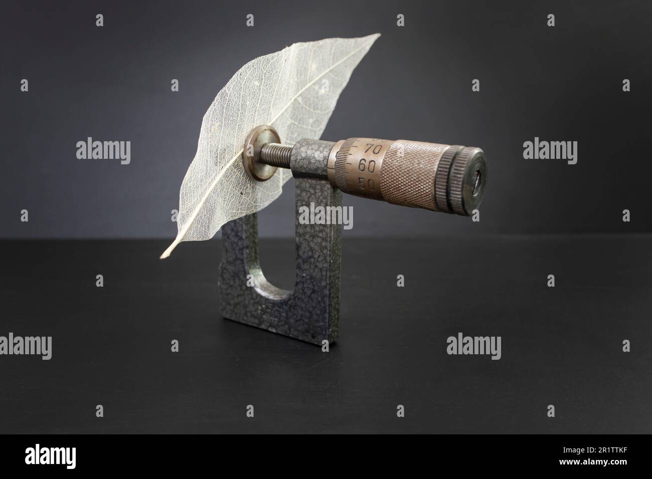 Micrometer measuring a skeleton leaf, on dark background ...