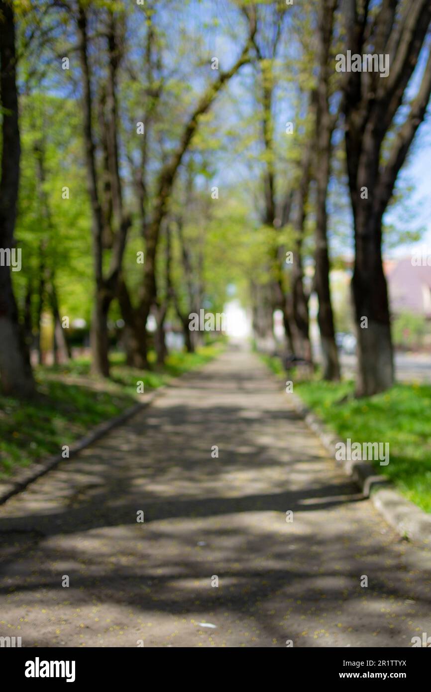 defocused park alley for backgrounds, abstract texture template Stock ...