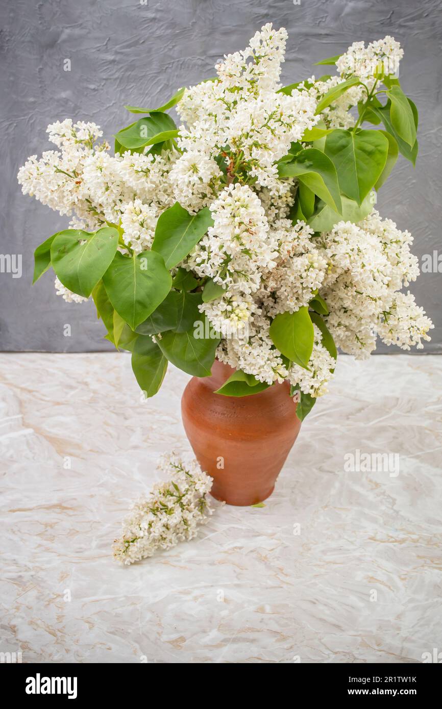 All white lilac flowers in a ceramic pot, on white marble and gray ...