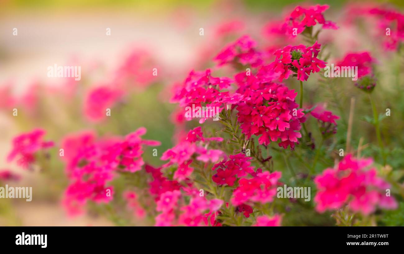 Pink Garden Verbena flowers fully bloomed on plant with blurry ...
