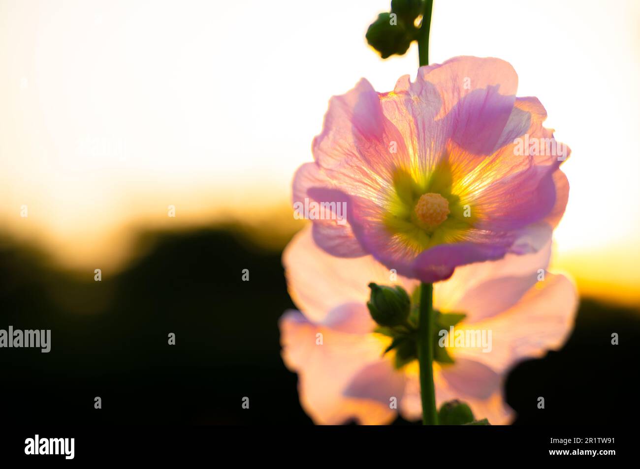 Faint pink colored hollyhock flower fully bloomed front side view and ...