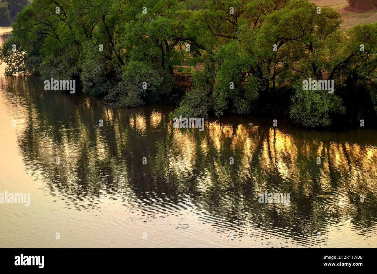 Trees and their reflection on the river water surface during evening ...