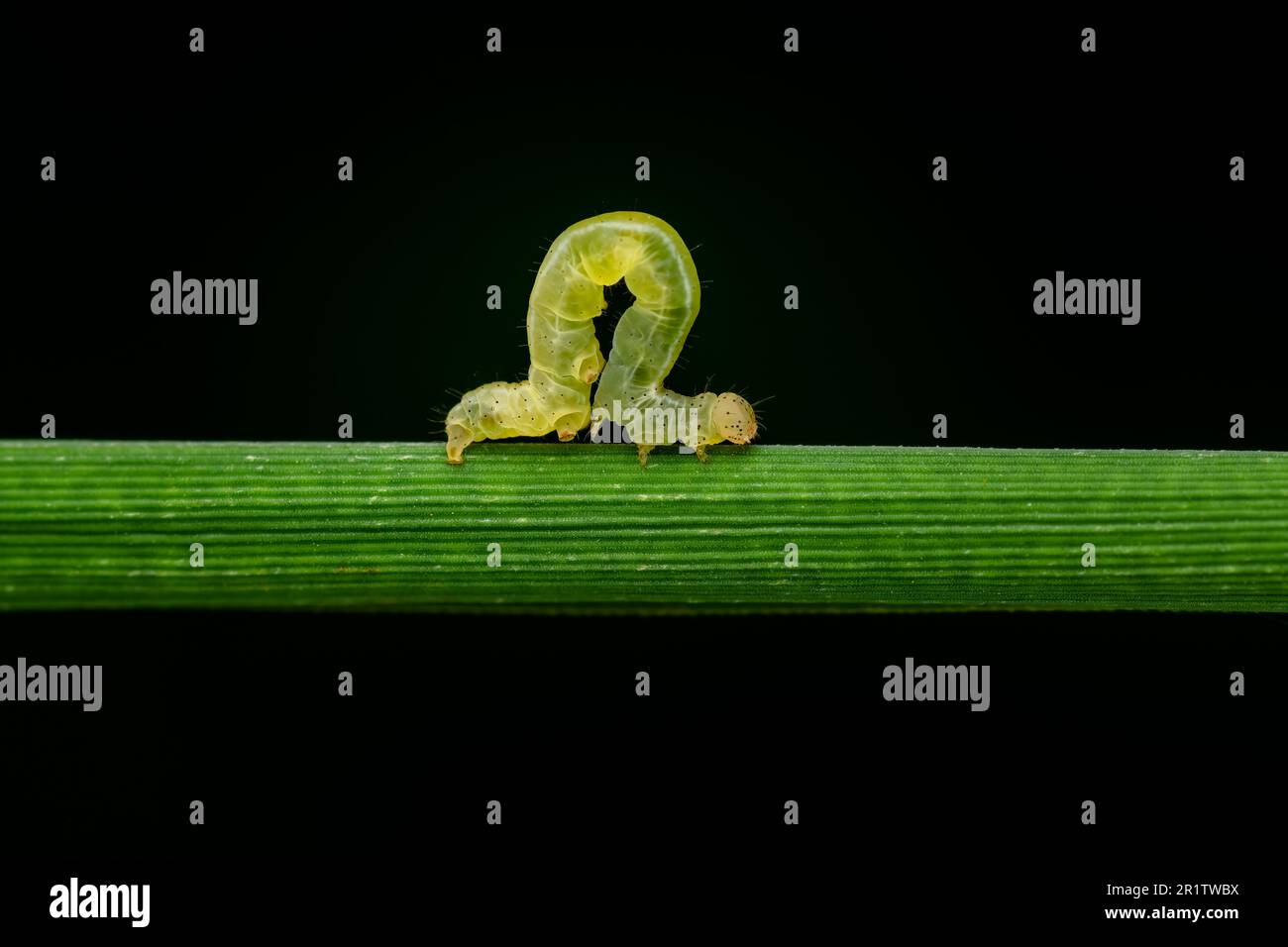 Macro photo of Rice leaf folder caterpillar walking on the rice leaf in ...
