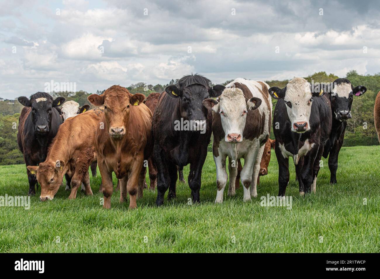 Bullocks grazing in field hi-res stock photography and images - Alamy