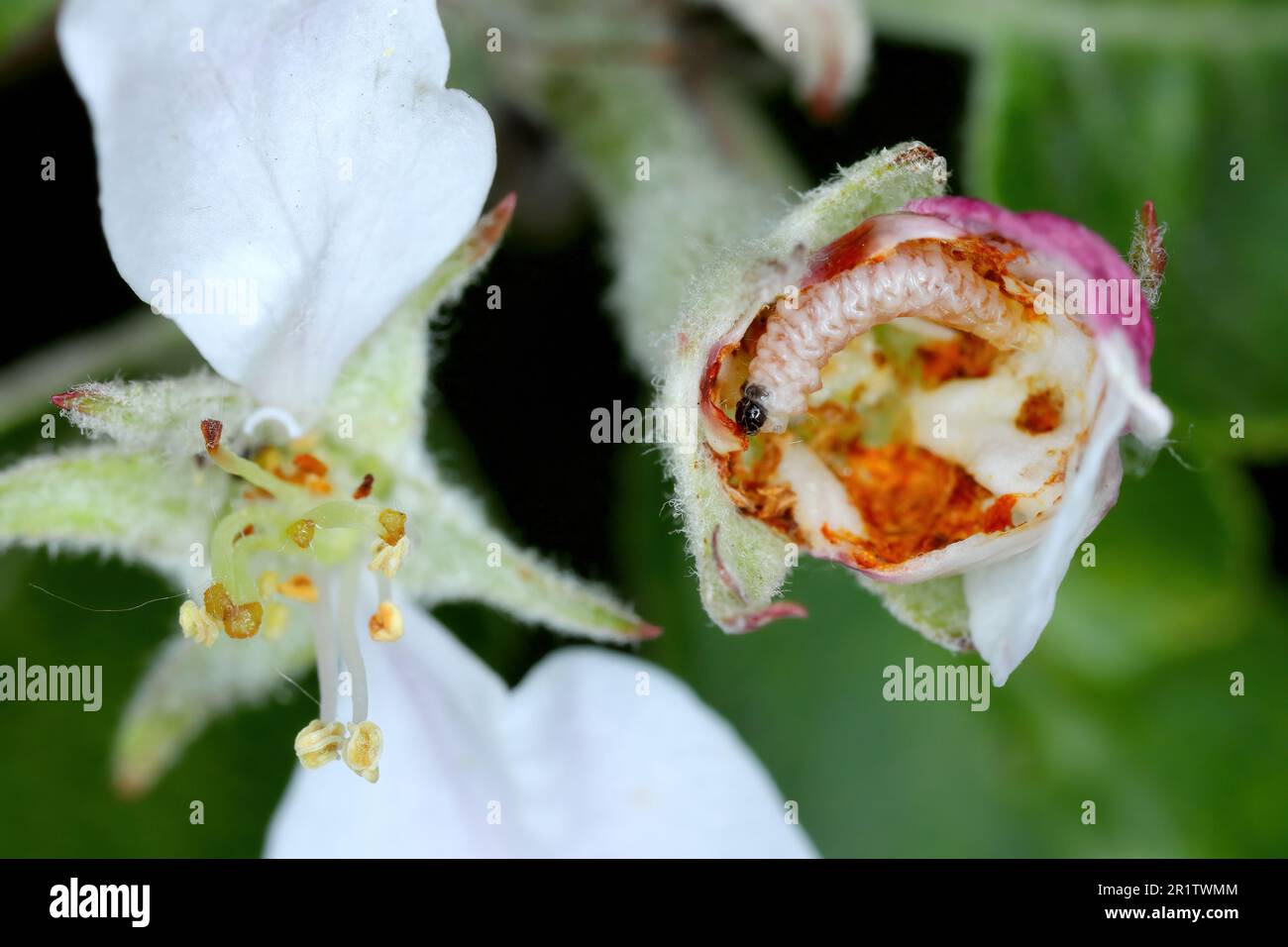 Larva of apple blossom weevil (Anthonomus pomorum) inside the damaged ...