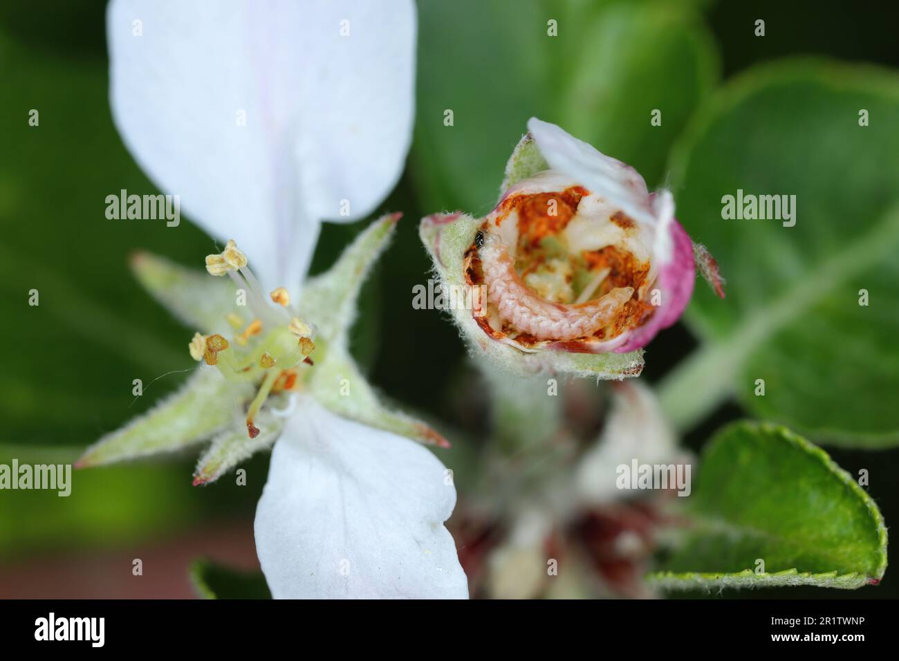 Larva of apple blossom weevil (Anthonomus pomorum) inside the damaged ...