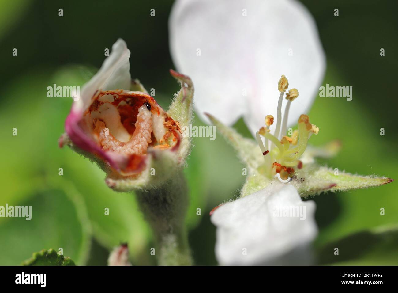 Larva of apple blossom weevil (Anthonomus pomorum) inside the damaged ...