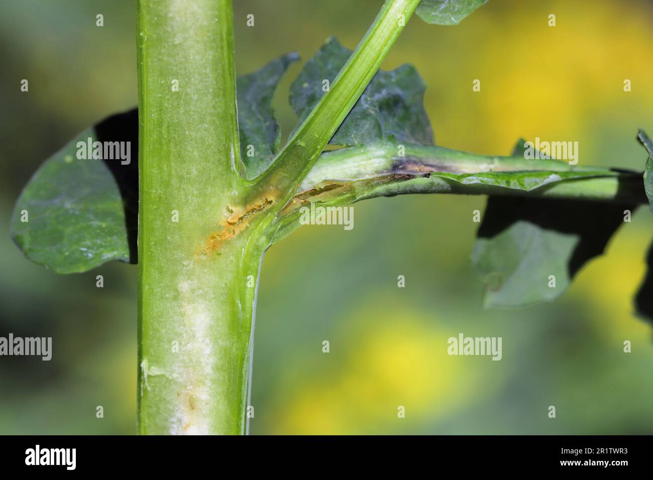 Damaged plant of Oilseed Rape (Brassica napus) by Larva of Cabbage Stem ...