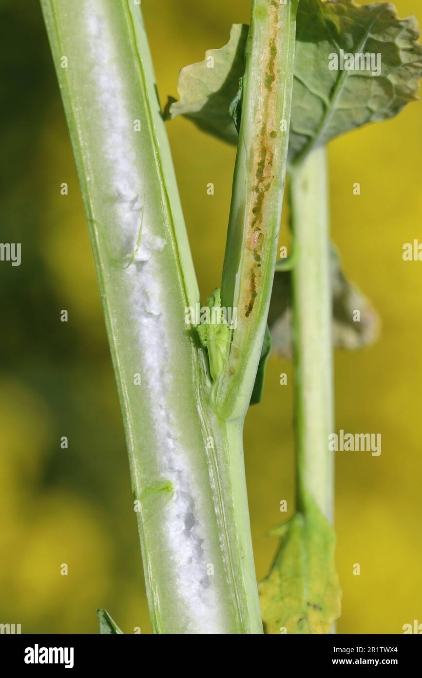 Cabbage stem weevil (Ceutorhynchus pallidactylus, formerly quadridens ...