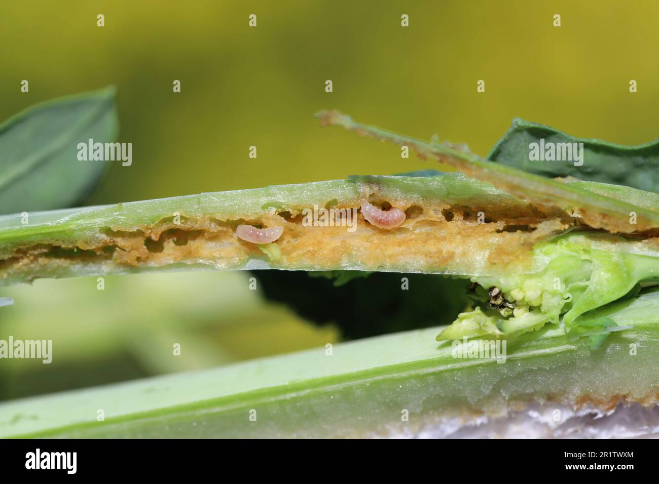 Cabbage stem weevil (Ceutorhynchus pallidactylus, formerly quadridens ...