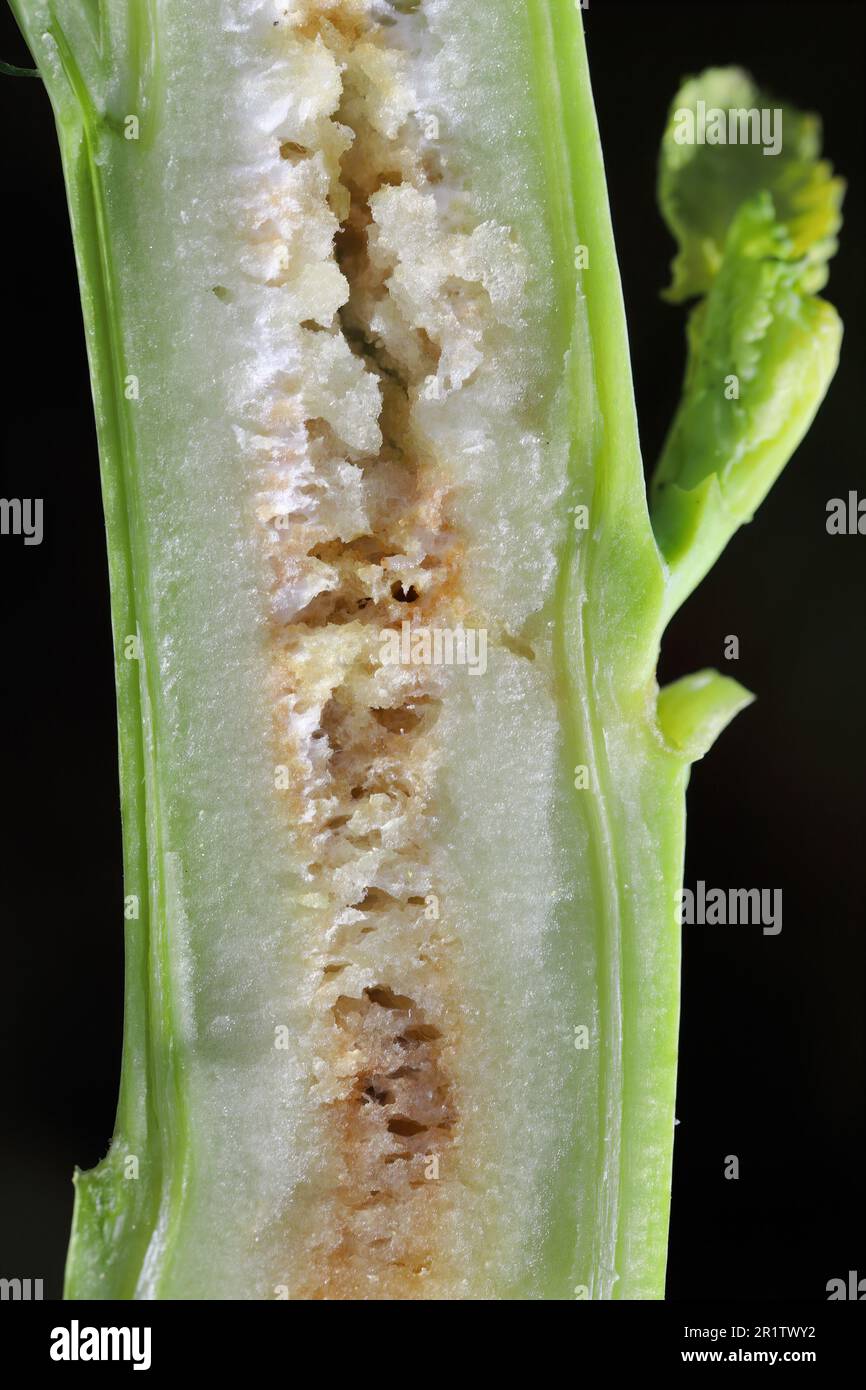 Cabbage stem weevil (Ceutorhynchus pallidactylus, formerly quadridens ...