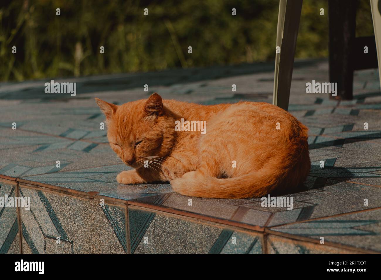 cat lying down sunbathing Stock Photo - Alamy