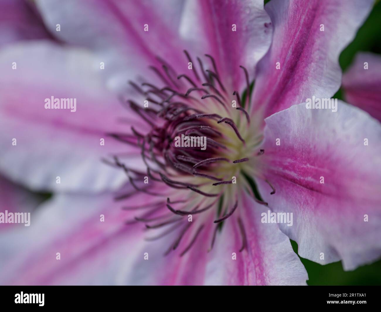 Pink flwoer hi-res stock photography and images - Alamy
