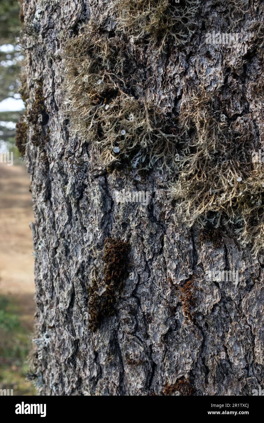 Detail of Cyprus Cedar (Cedrus brevifolia), Tripylos trail, Mount ...