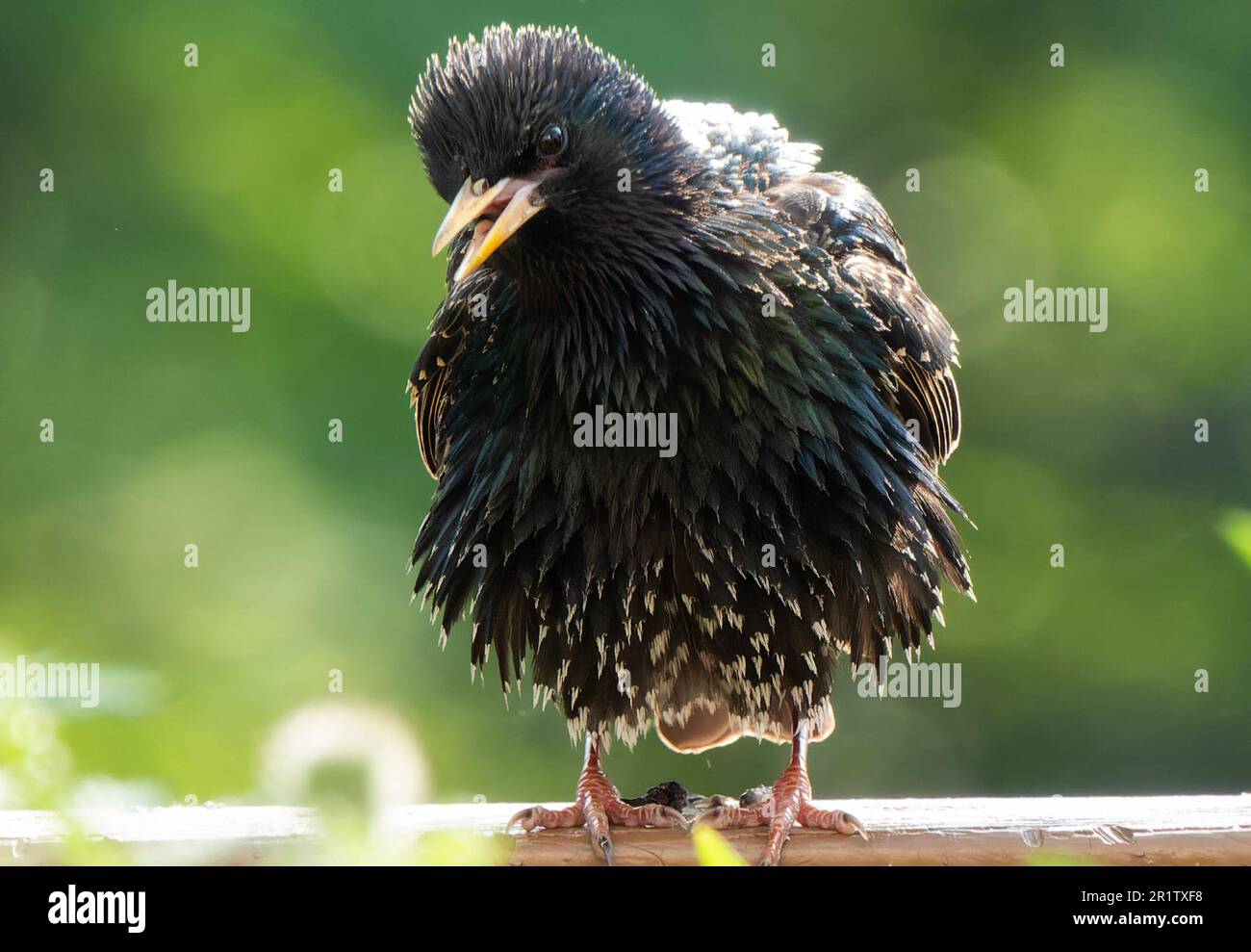 A Puffed up Starling on the deck Stock Photo - Alamy