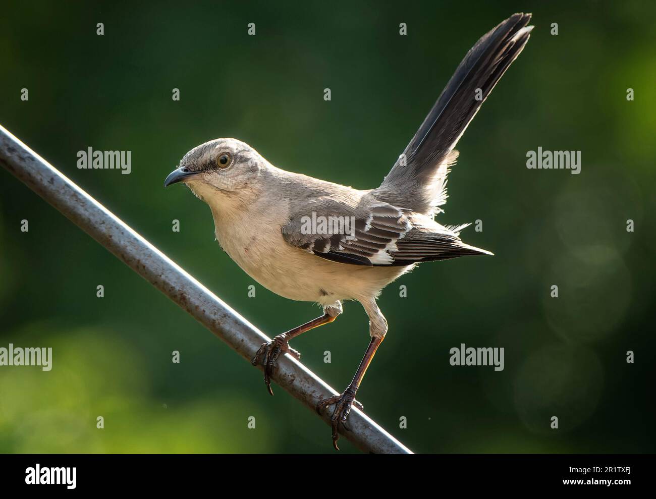 Northern Mockingbird on the backyard deck Stock Photo - Alamy