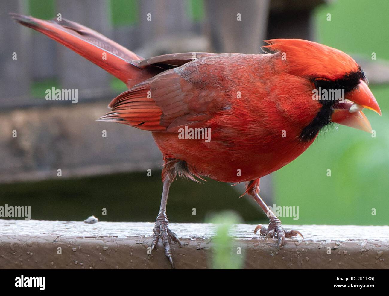 A Northern Cardinal on the deck Stock Photo - Alamy