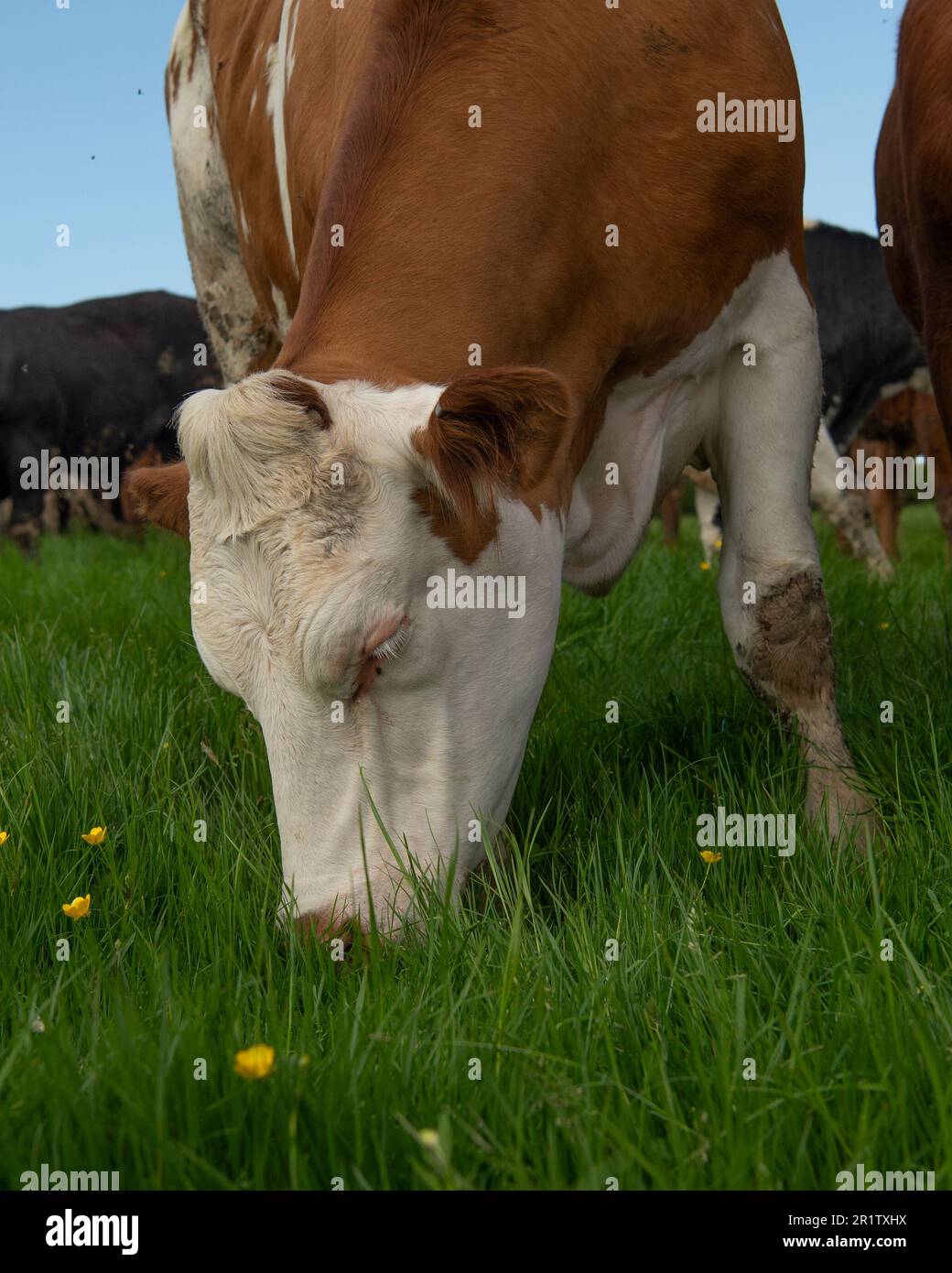 hereford beef cattle grazing Stock Photo - Alamy