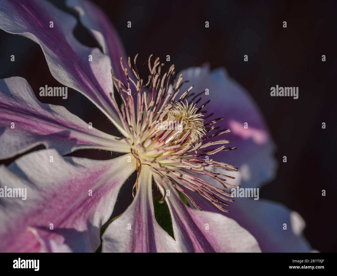 Pink flwoer hi-res stock photography and images - Alamy