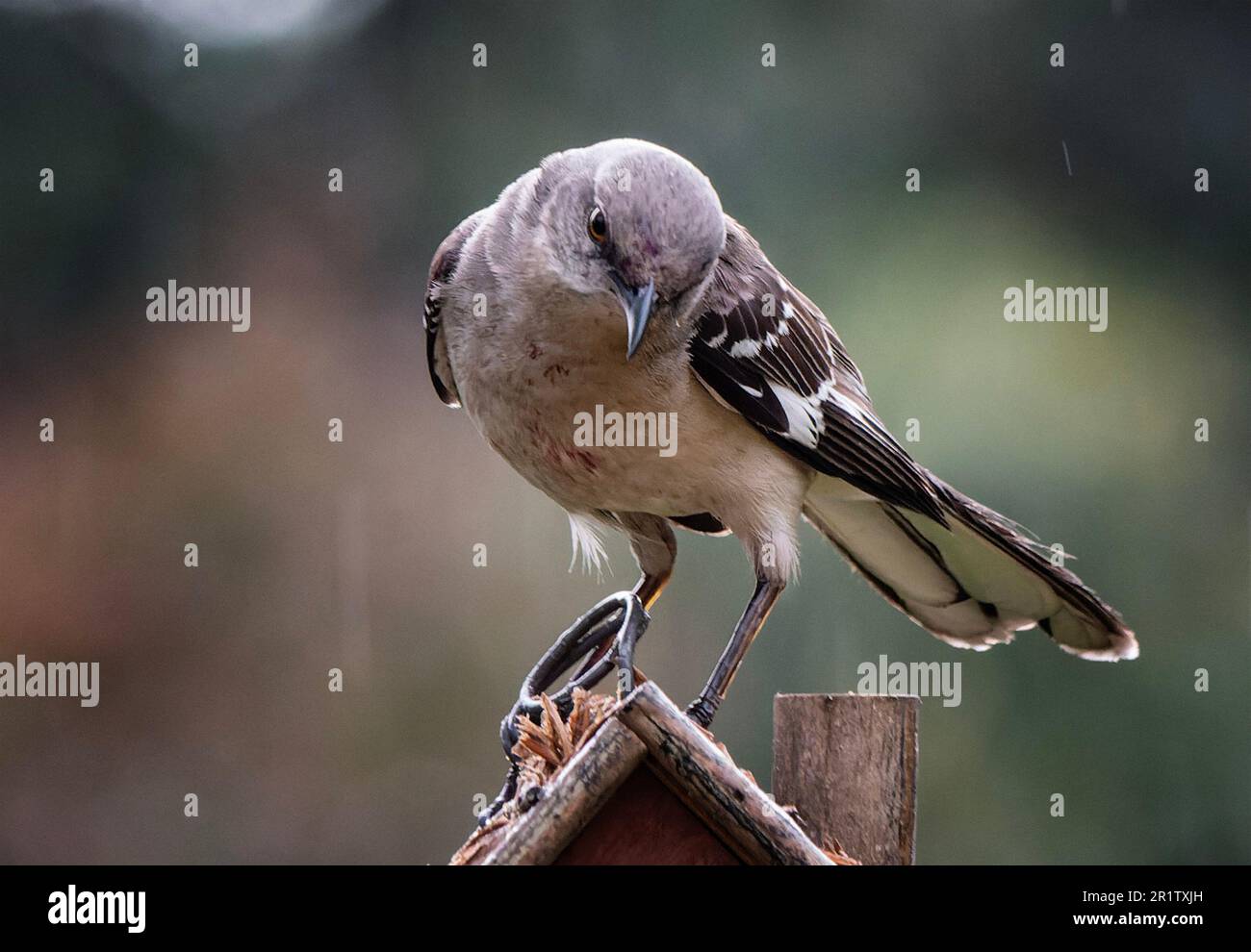 Northern Mockingbird on the backyard deck Stock Photo - Alamy