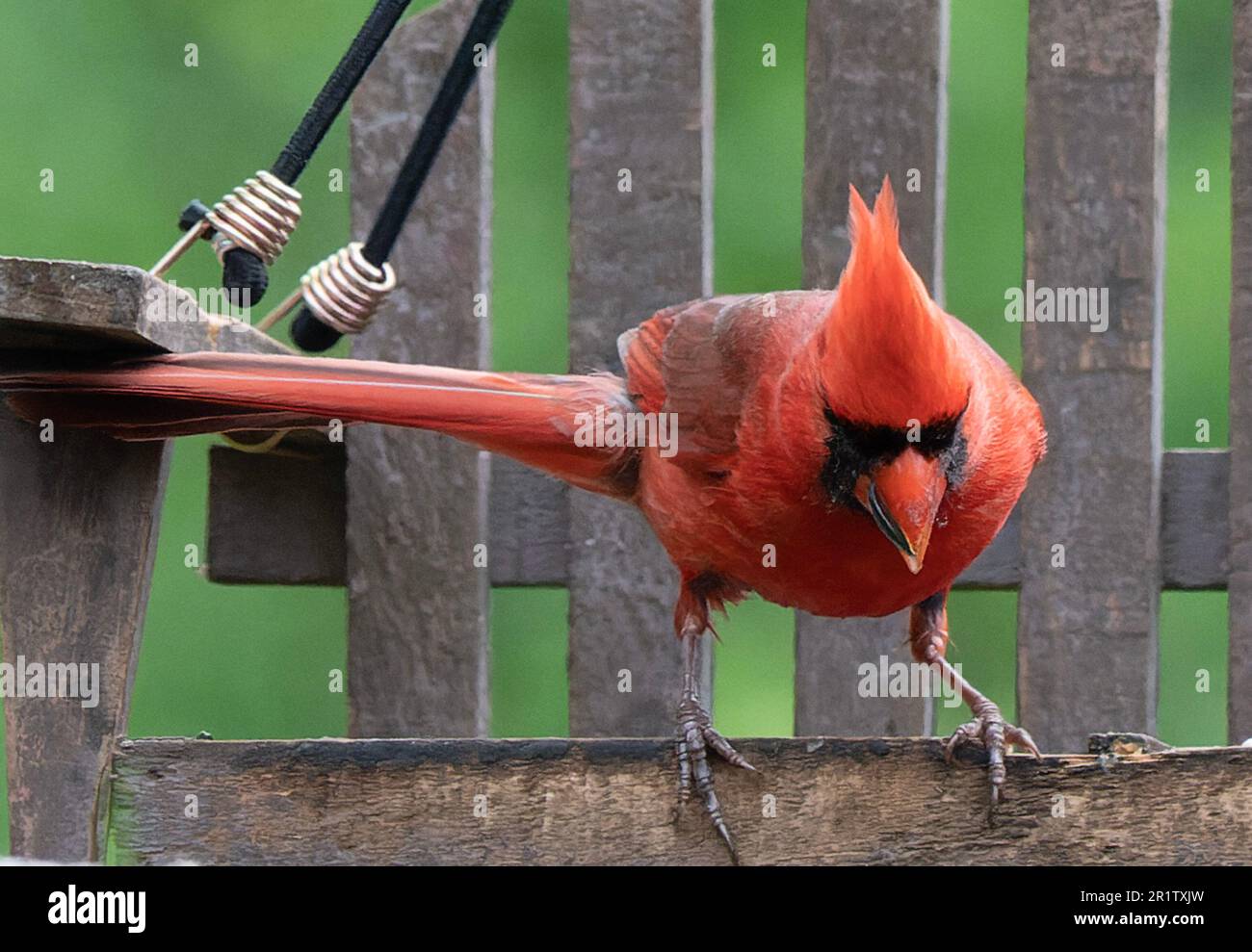 A Northern Cardinal on the deck Stock Photo - Alamy