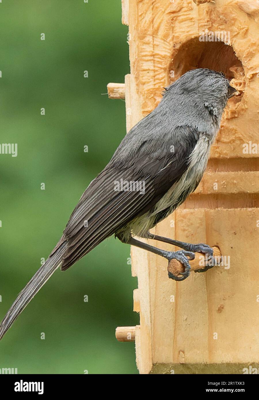 Small birds tufted titmouse hi-res stock photography and images - Alamy
