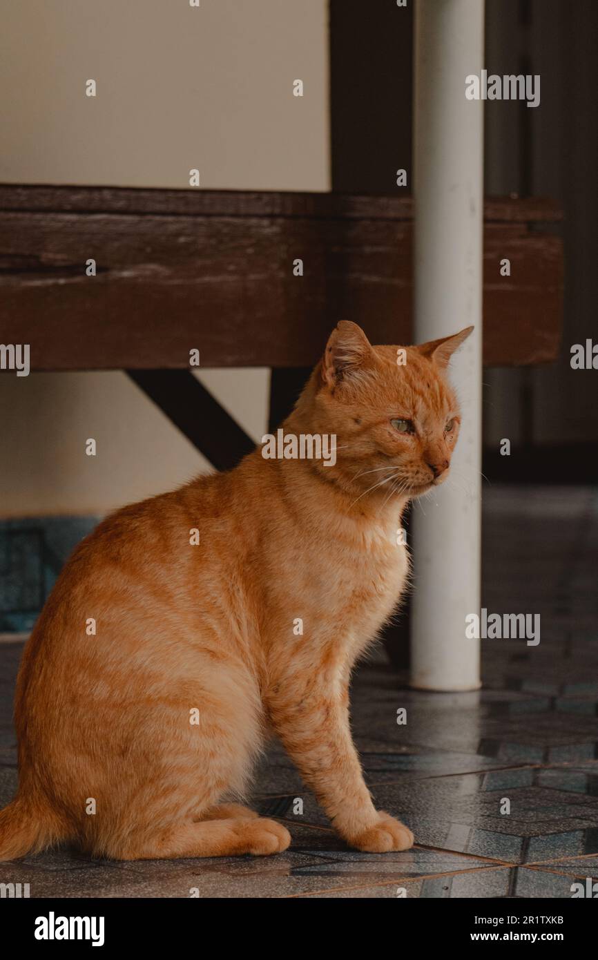 Cat whiskers touch hi-res stock photography and images - Alamy