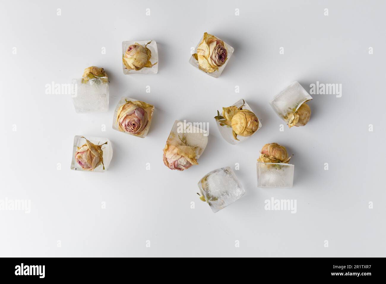 Conceptual composition rose buds in ice cubes on white isolation, top ...