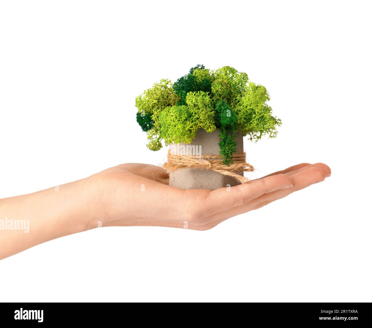 Stabilized green moss in a gray cement pot on white isolated. A cute ...