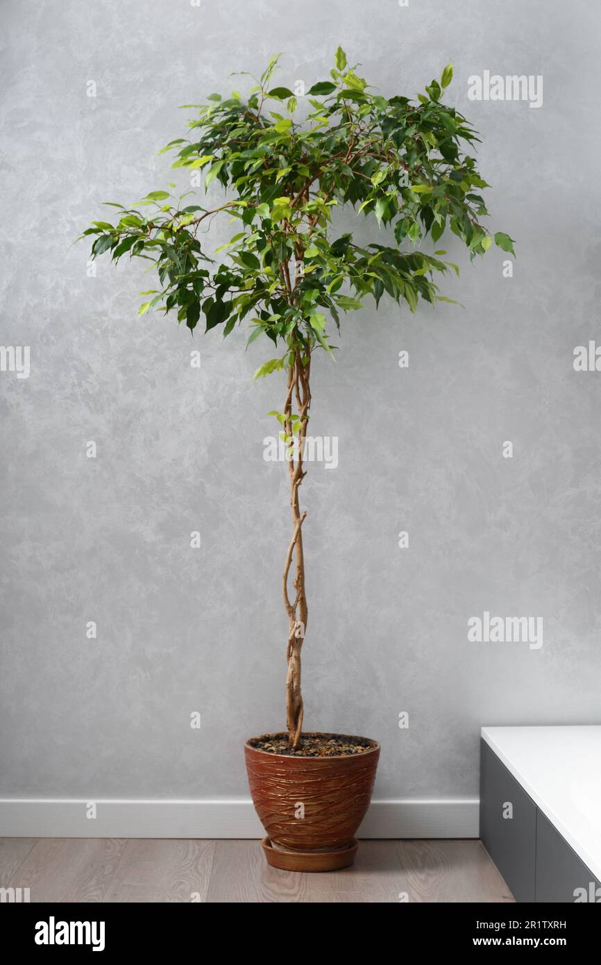 A tall ficus Benjamin with a beautifully interlaced trunk in a ...