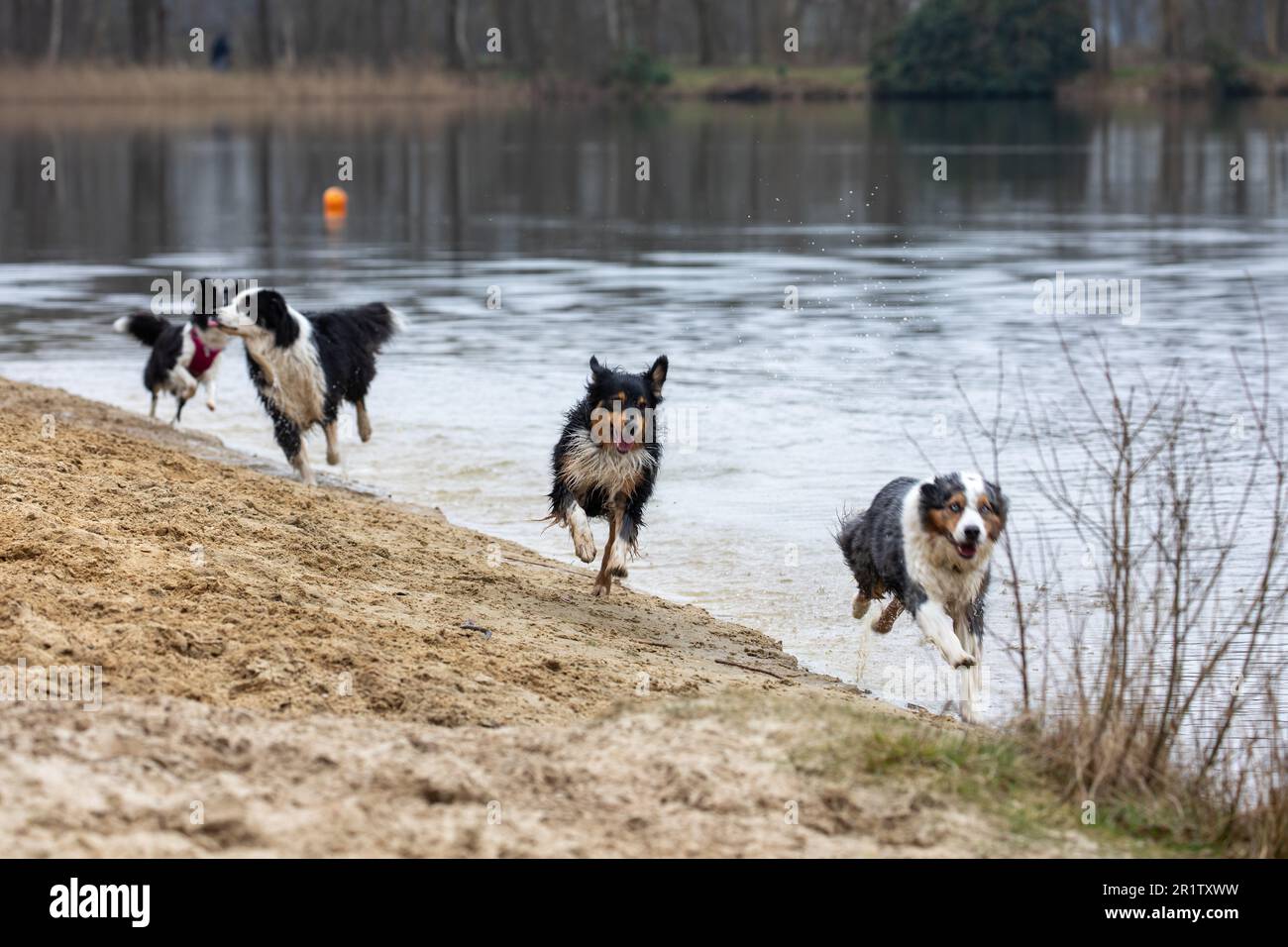 Leaping australian shepherd hi-res stock photography and images - Alamy
