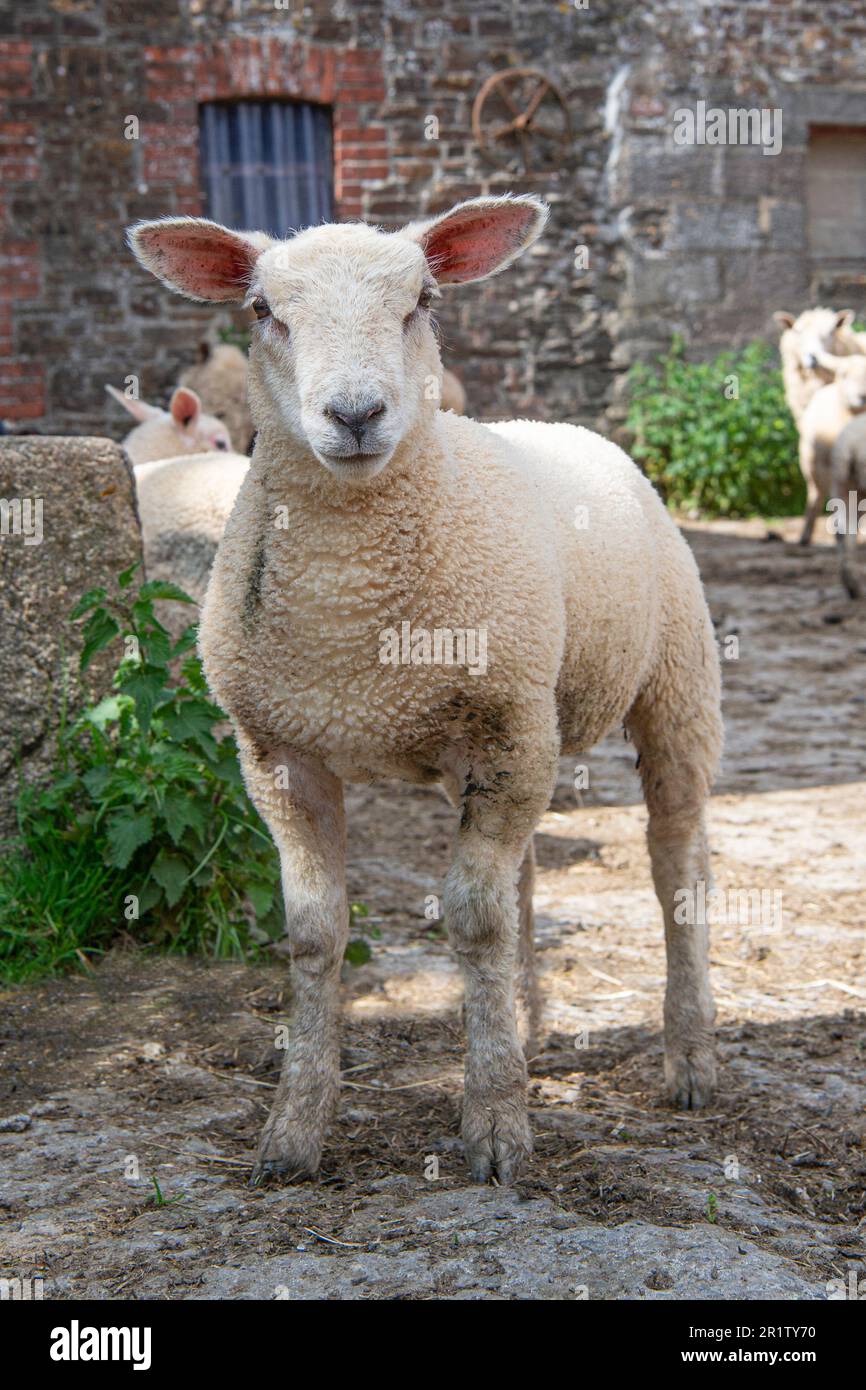Weaned sheep hi-res stock photography and images - Alamy