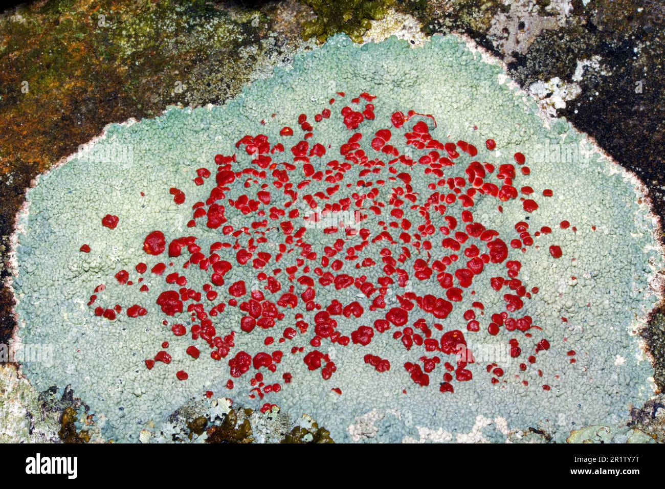 Lichen found in northern hemisphere hi-res stock photography and images ...