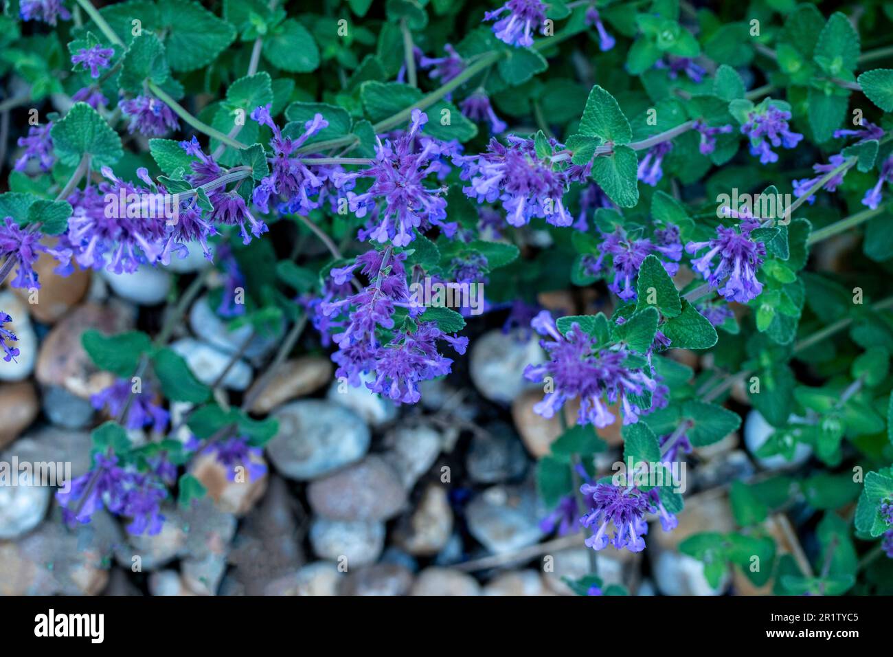 Bushy mound forming plants hi-res stock photography and images - Alamy