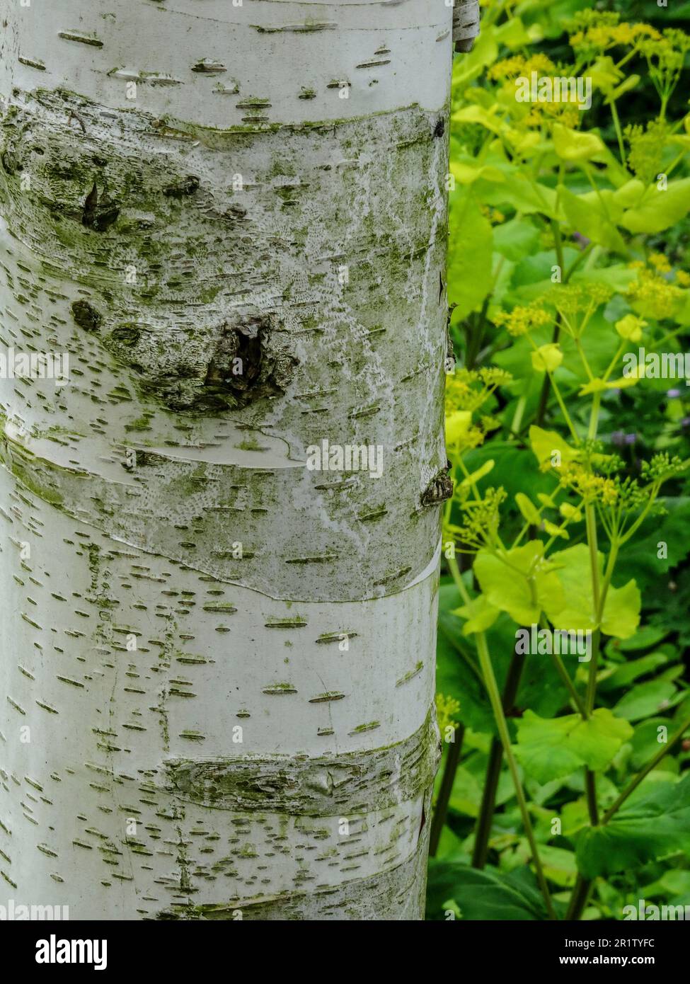Close up natural plant patterns on Beech (Fagus) Trees with verdant ...