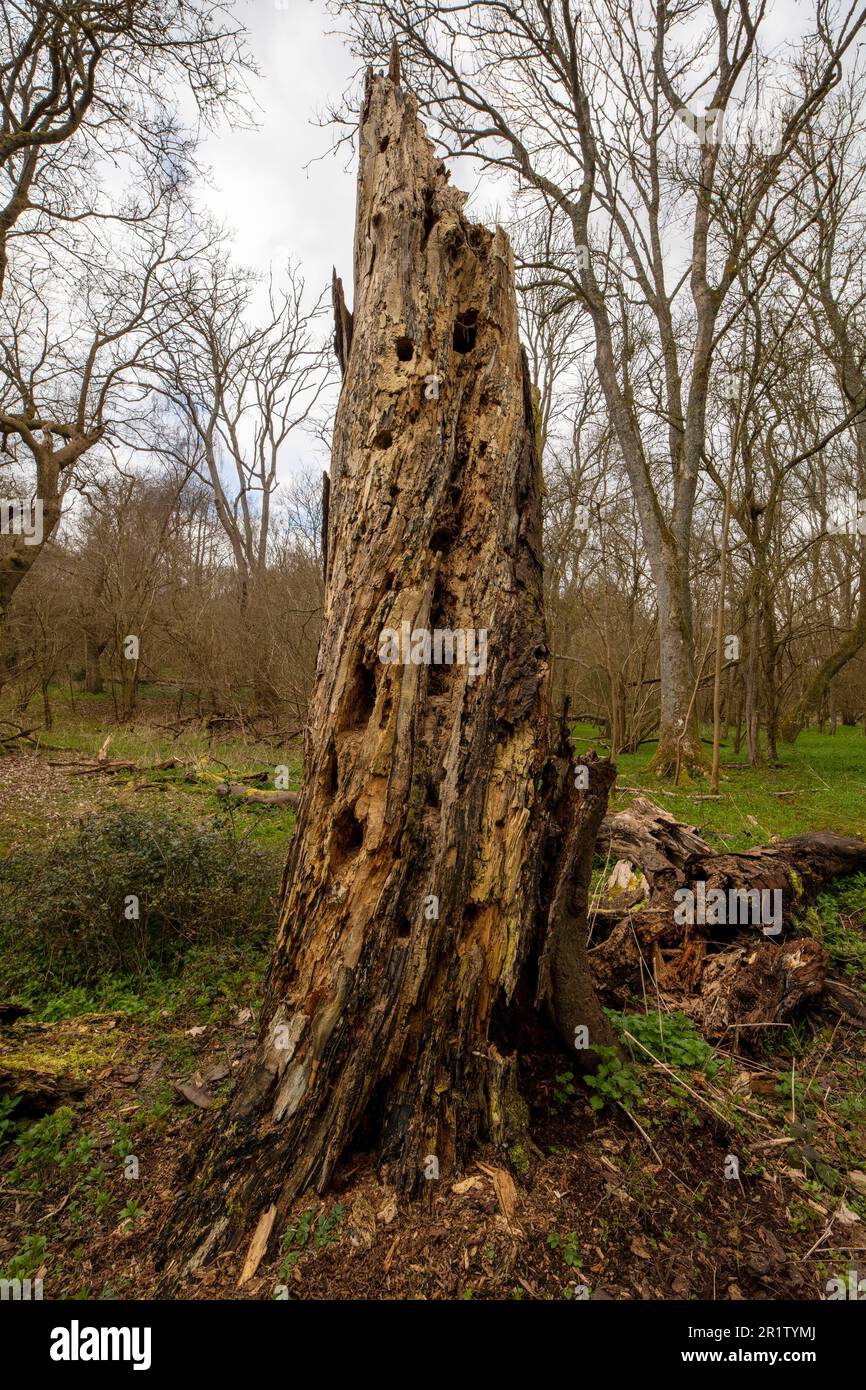 Moody woodland landscape with rotting tree stump prominent, surviving ...