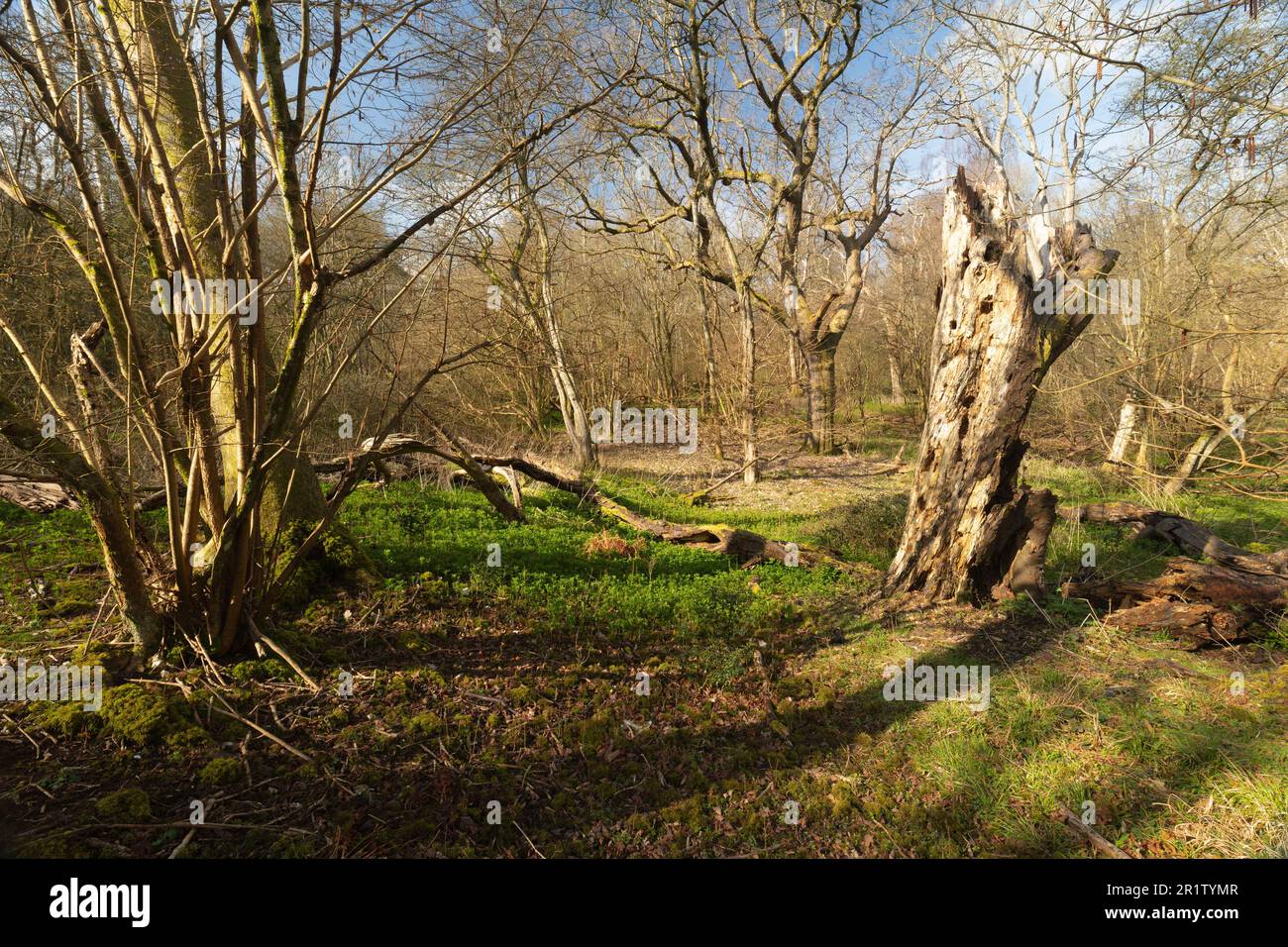 Moody woodland landscape with rotting tree stump prominent, surviving ...