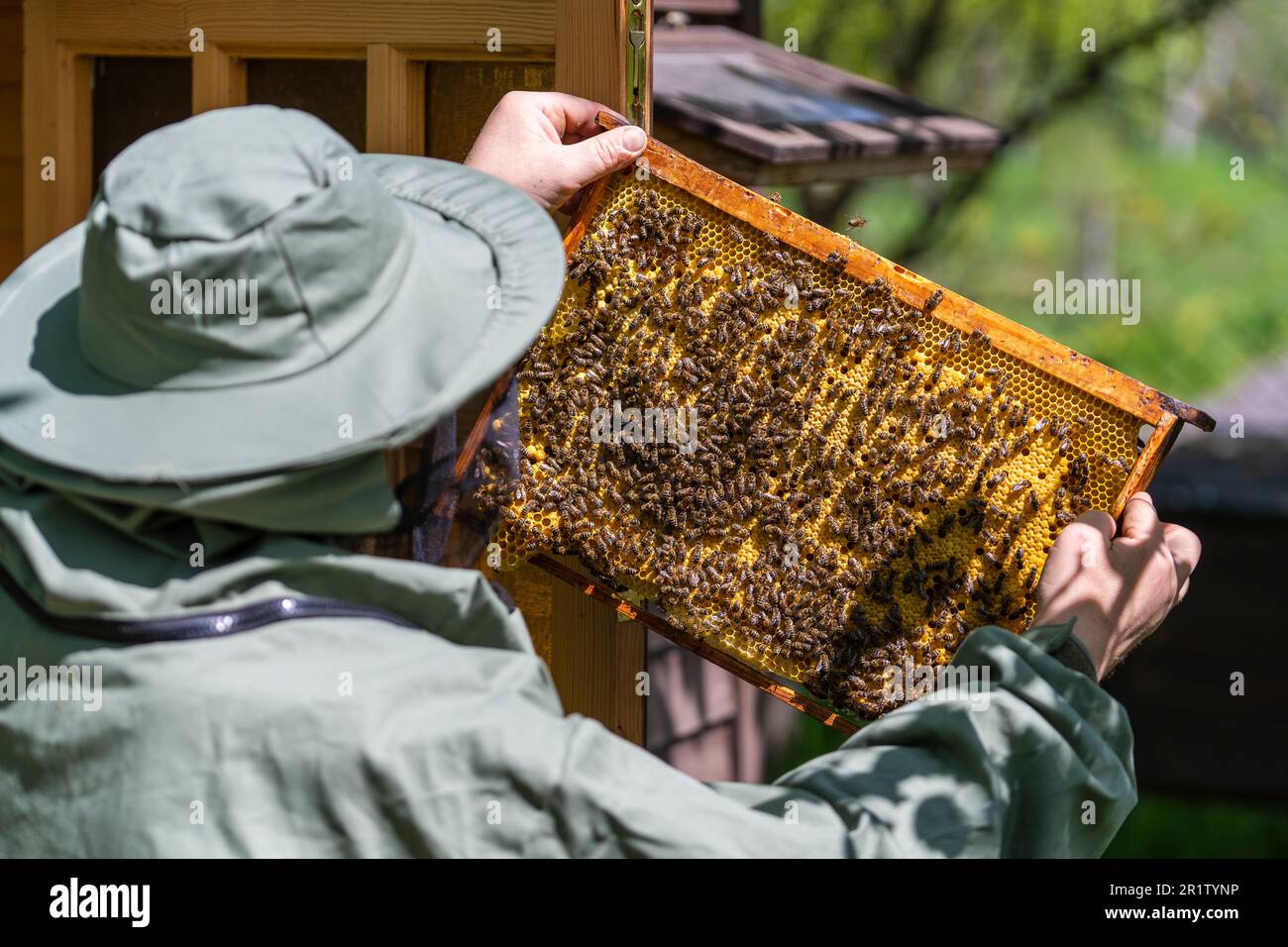 Farmer wearing bee suit working with honeycomb in apiary. Beekeeping in ...