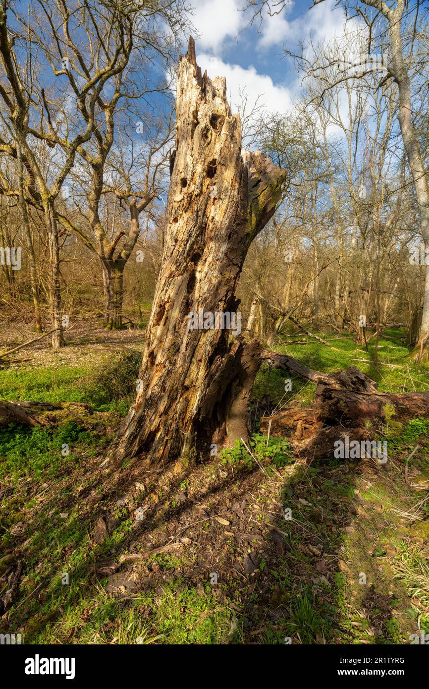 Moody woodland landscape with rotting tree stump prominent, surviving ...