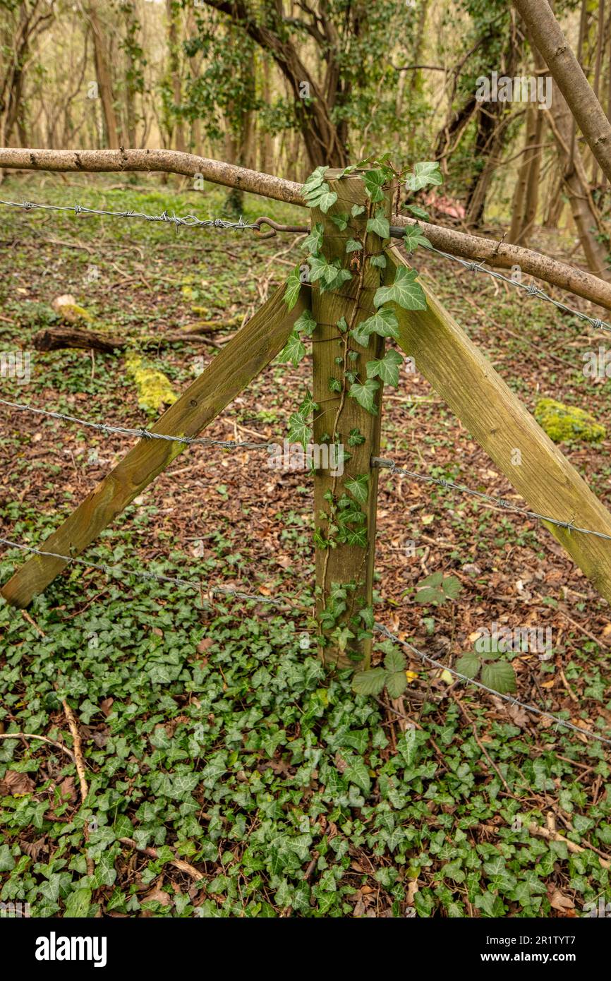 Incongruous: barbed wire fence, posts being overtaken by Ivy, in the ...