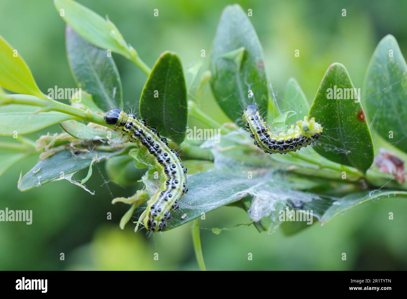 Caterpillars of Box tree moth (Cydalima perspectalis) on Boxwood (Buxus ...