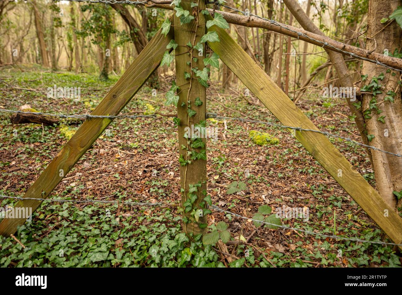 Incongruous: barbed wire fence, posts being overtaken by Ivy, in the ...