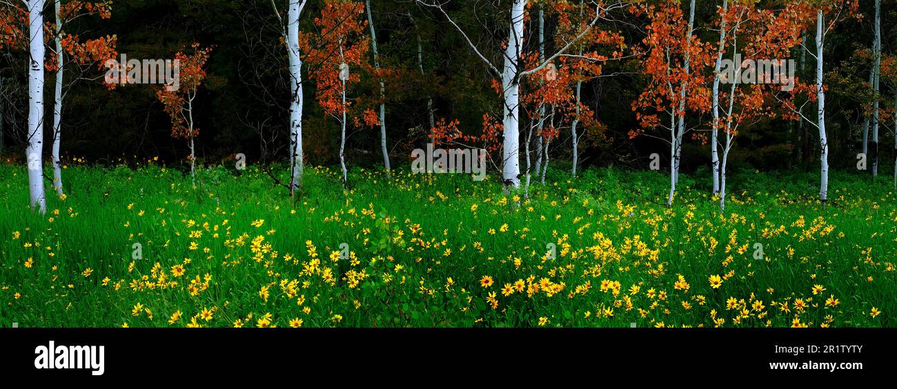 Grove of Aspen trees in meadow with yellow sunflowers lush green growth ...
