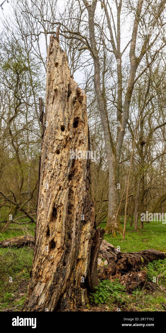 Moody woodland landscape with rotting tree stump prominent, surviving ...