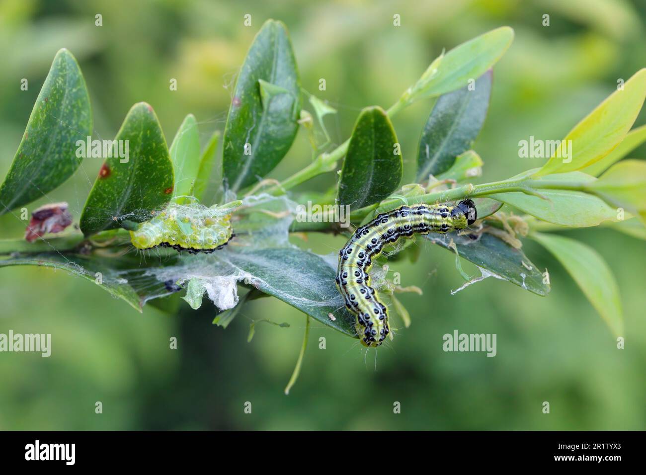 Caterpillars of Box tree moth (Cydalima perspectalis) on Boxwood (Buxus ...