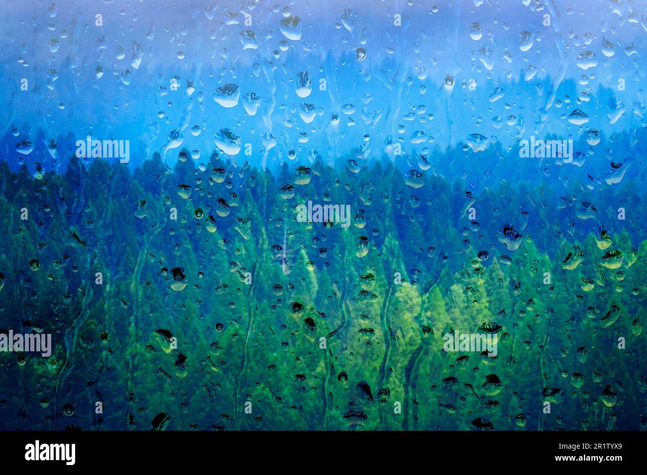 Stormy forest in mountains pine trees in clouds and foggy weather seen ...