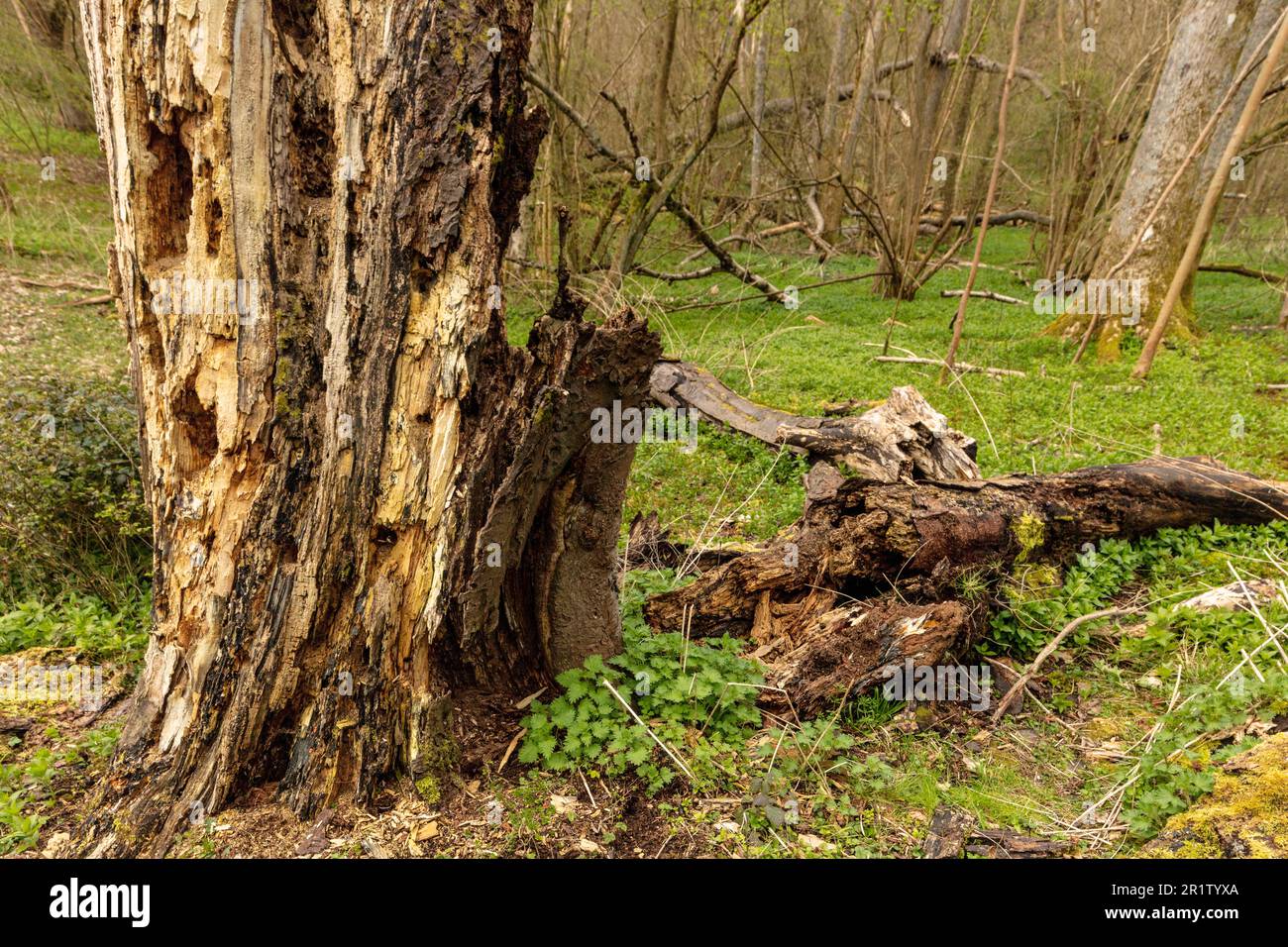 Moody woodland landscape with rotting tree stump prominent, surviving ...