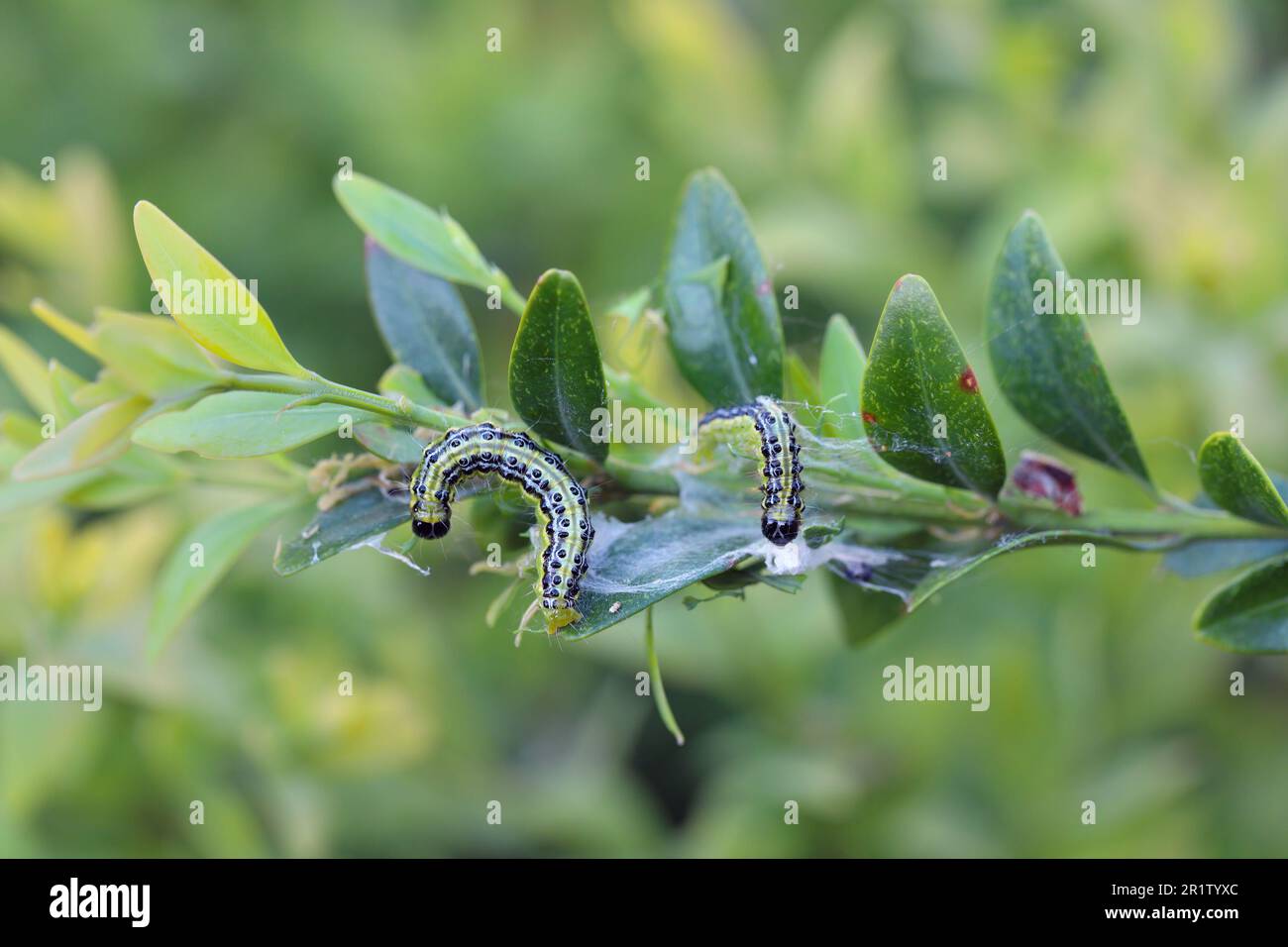 Caterpillars of Box tree moth (Cydalima perspectalis) on Boxwood (Buxus ...